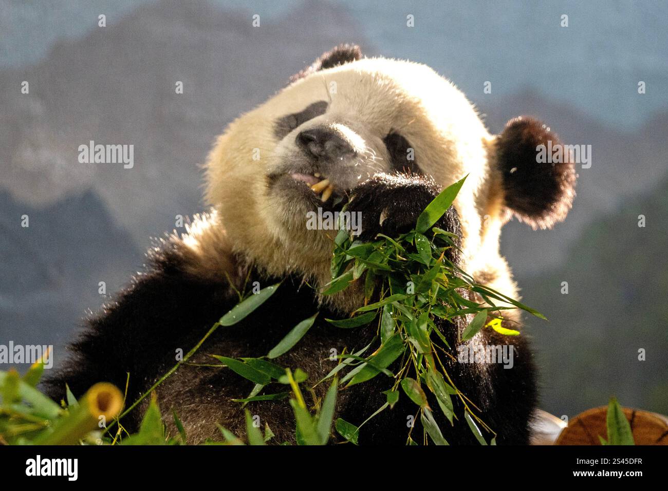 Washington, United States. 10th Jan, 2025. Giant panda Bao Li enjoys ...