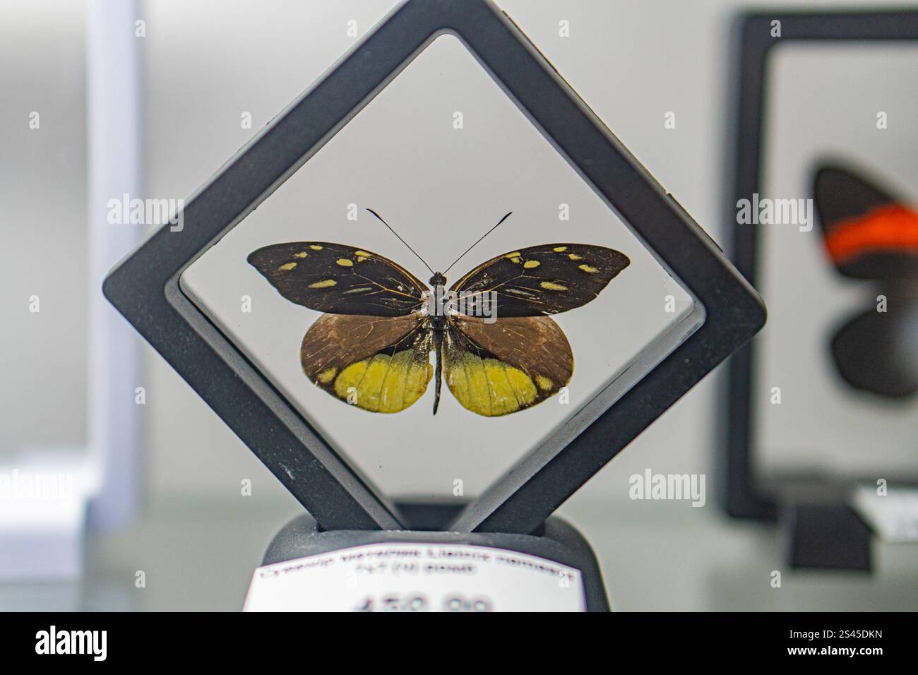 Image displays a mounted butterfly specimen inside a display case The ...