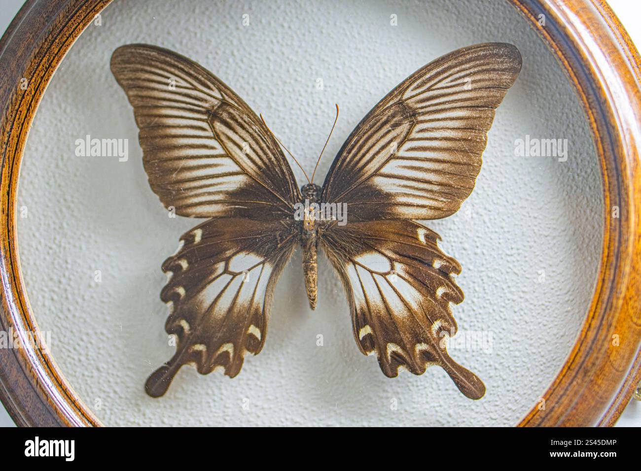 A single butterfly with brown and white coloration, centered against a ...