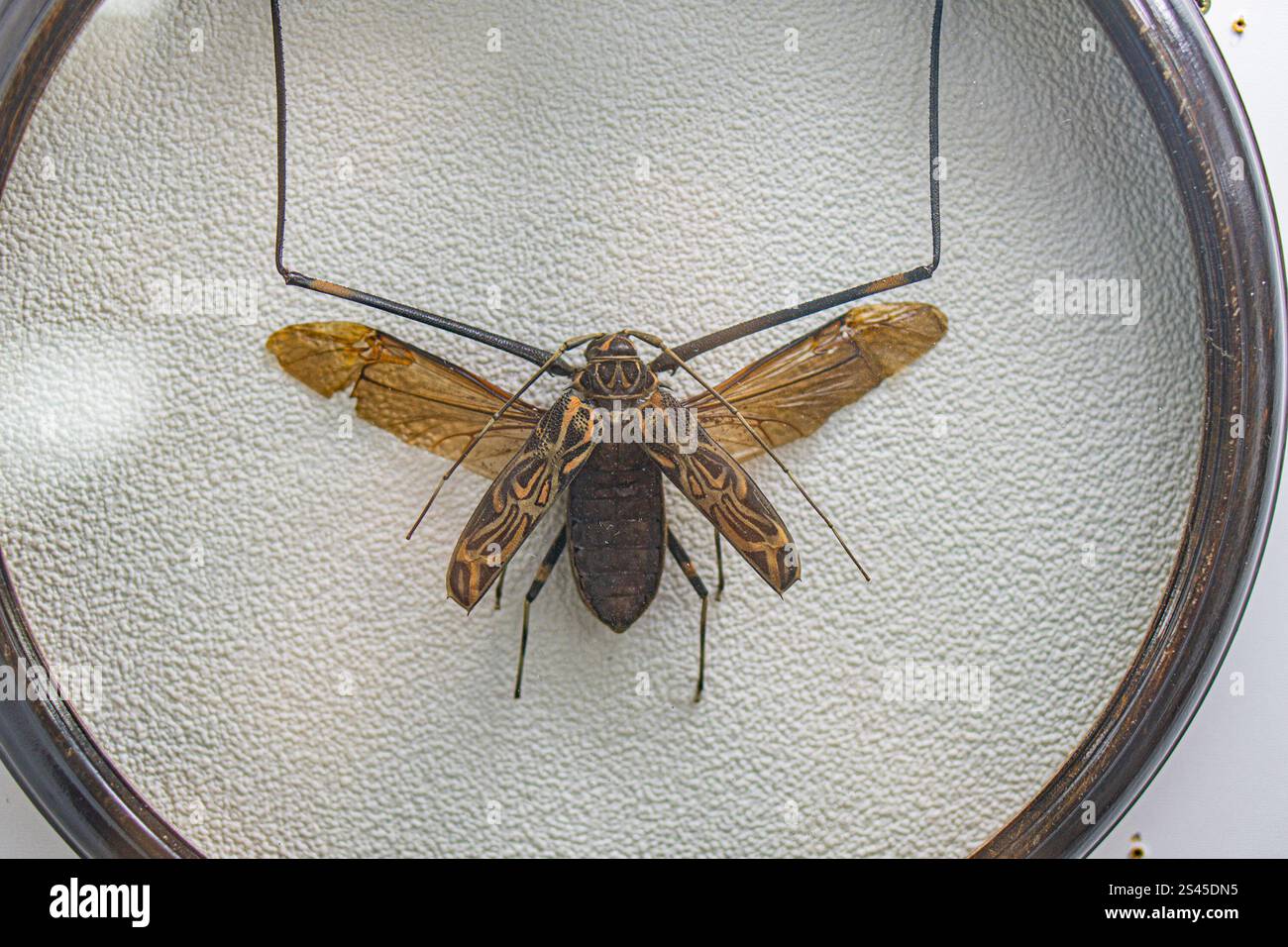 Image of a preserved grasshopper on a circular mount against a white ...