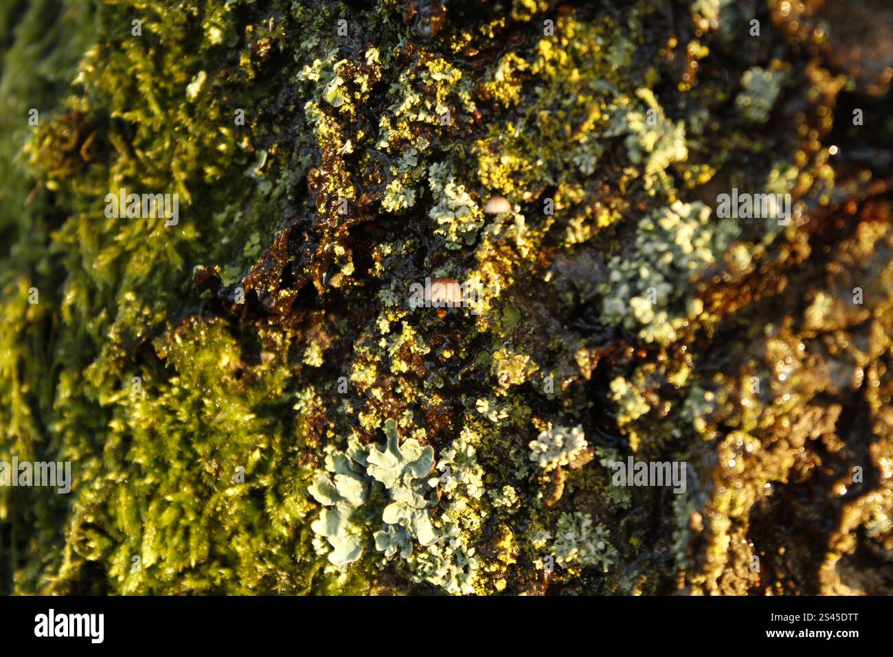 Mossy Texture Mini Mushroom Stock Photo - Alamy