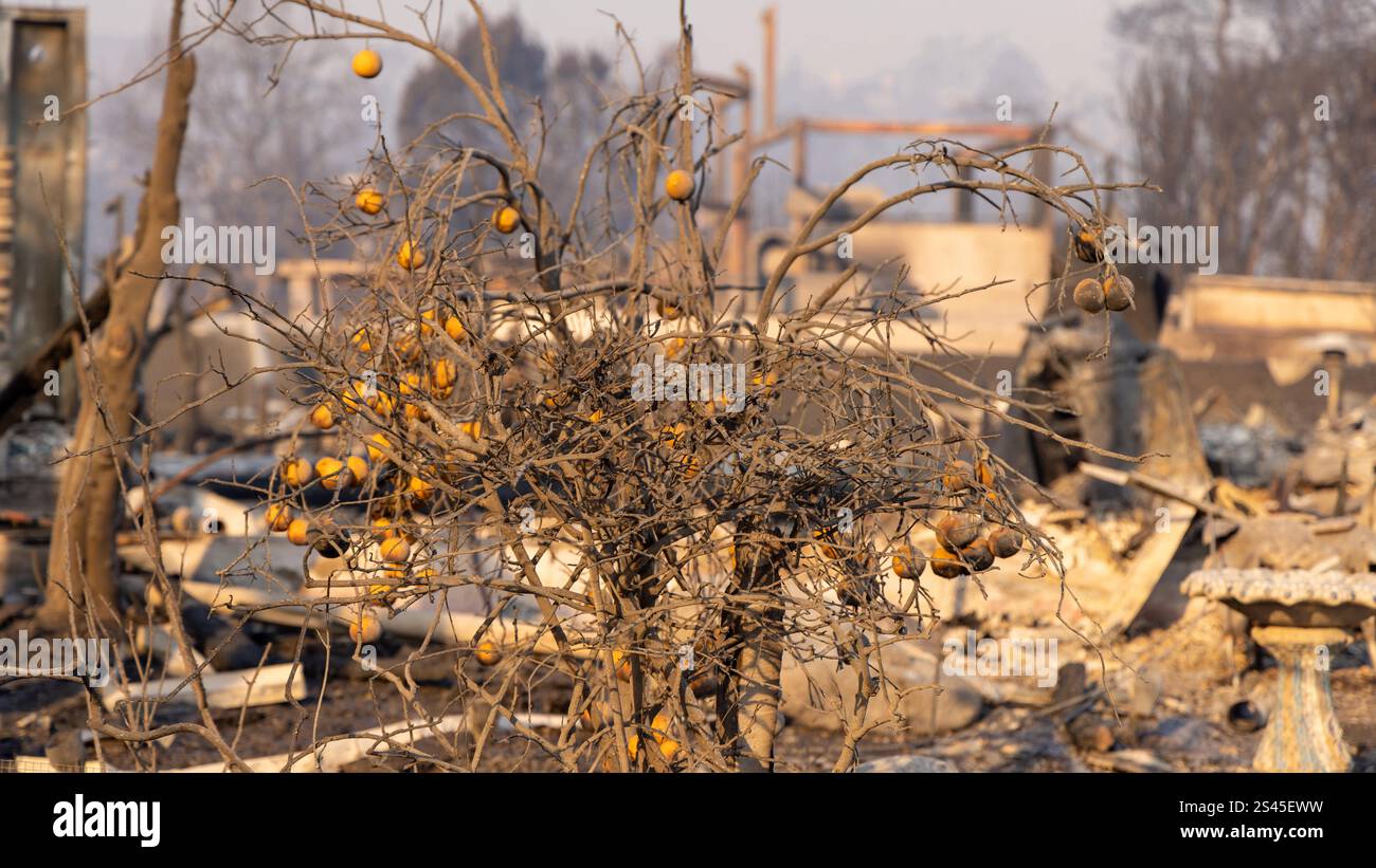 Pacific Palisades, California, U.S.A. 10th Jan, 2025. Oranges remain on ...