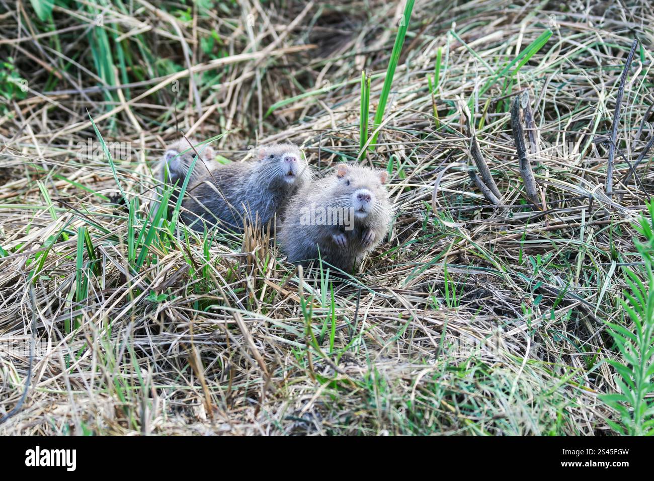 Three young pearl-colored nutria pups in a natural wetland habitat ...