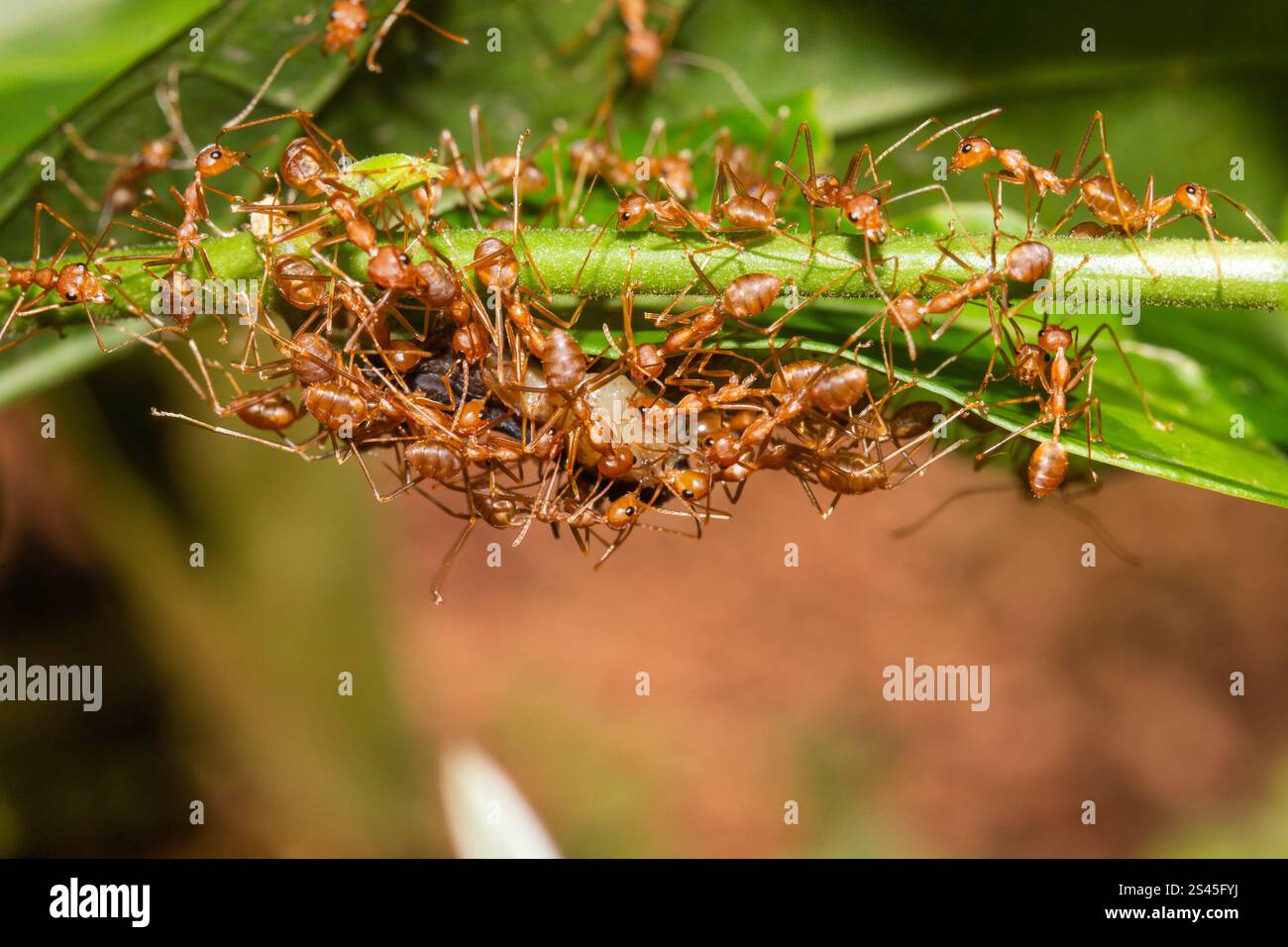 Army of weaver ants known for their team work carrying their prey along ...