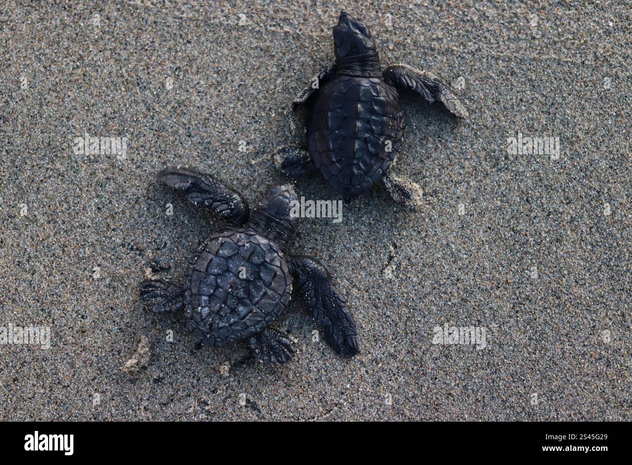 Oaxaca, Mexico. 10th Jan, 2025. Olive Ridley turtles are seen during ...