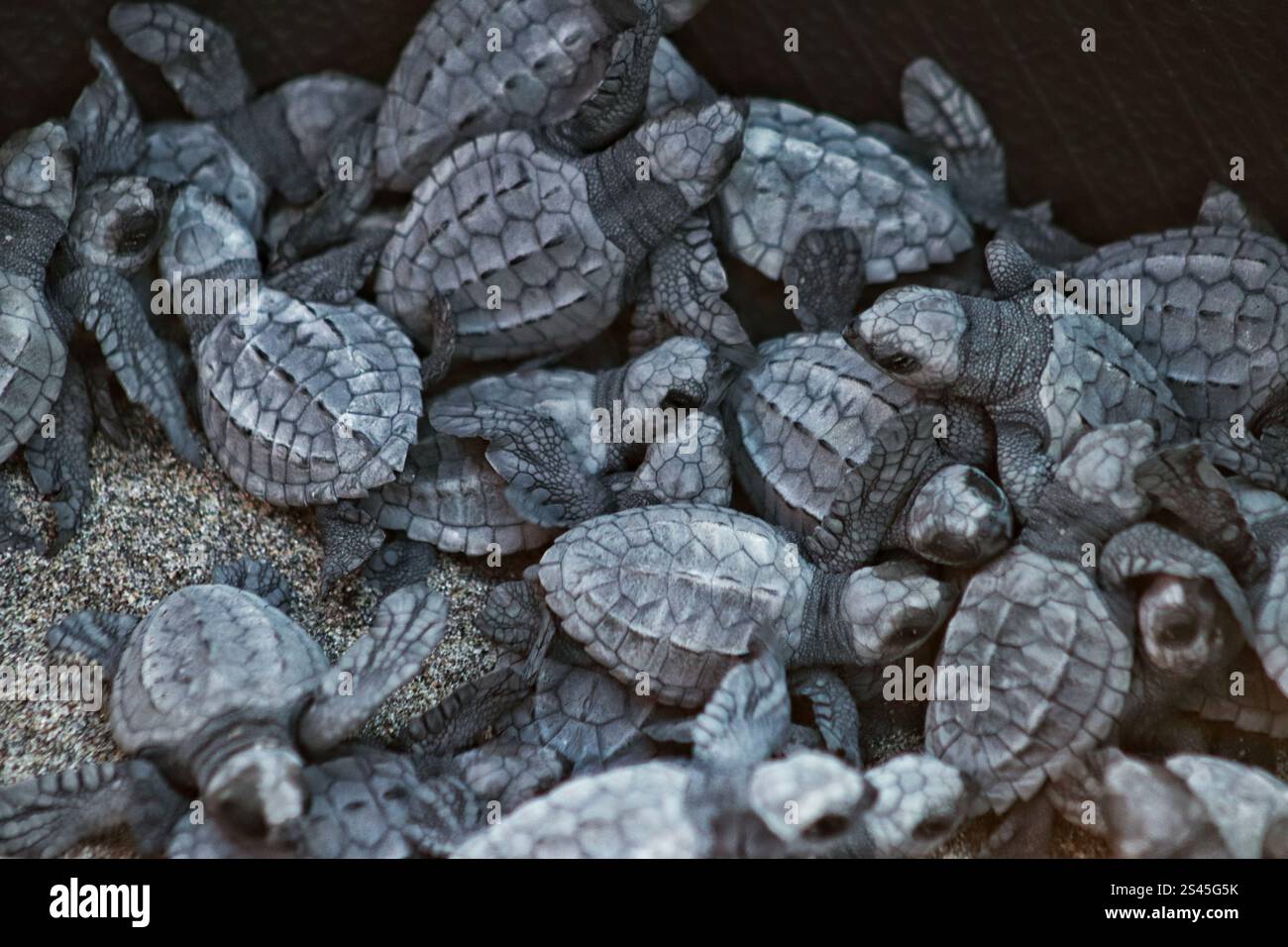 Oaxaca, Mexico. 09th Jan, 2025. Olive Ridley turtles are seen during ...