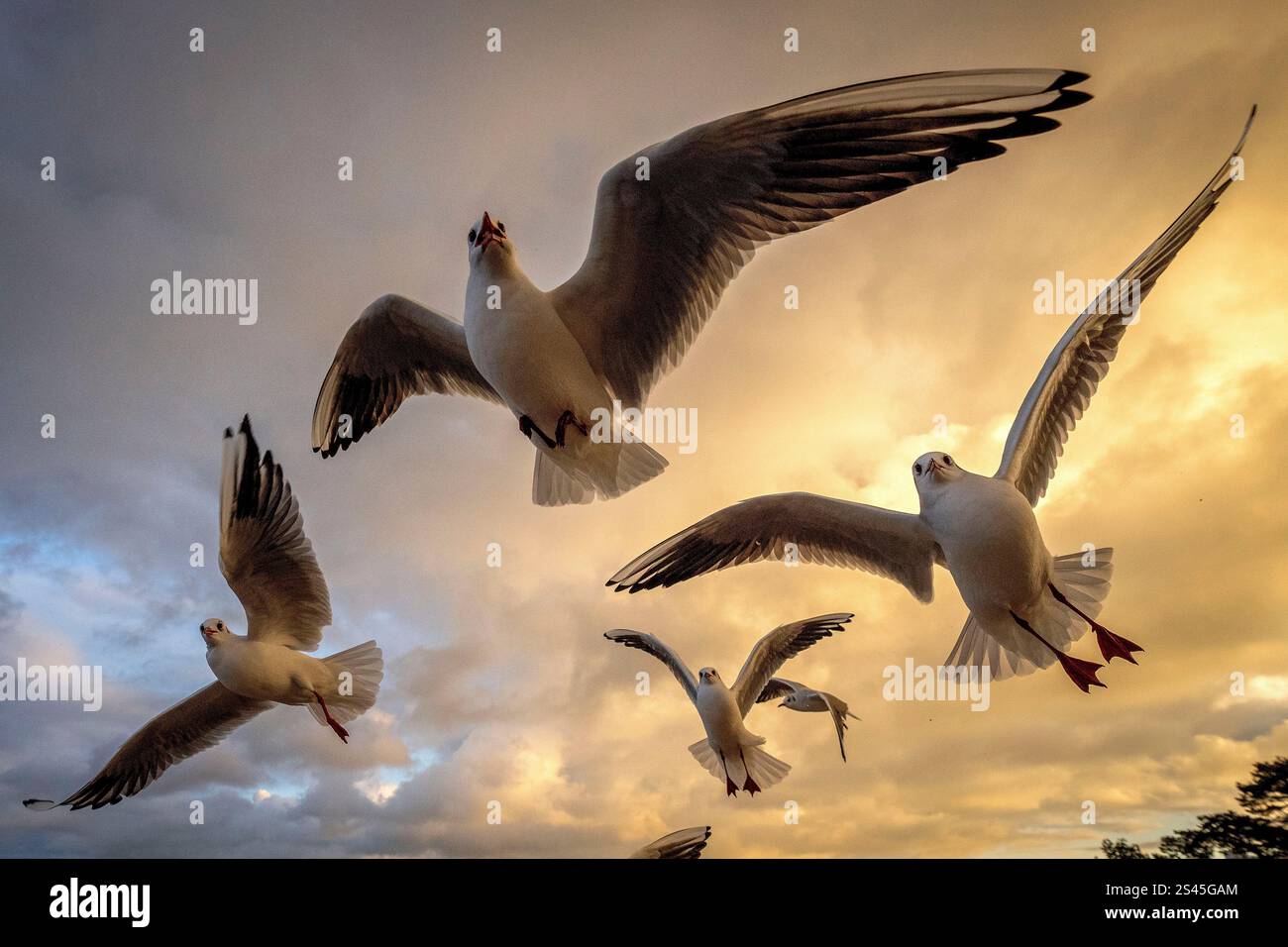 Seagulls fly at the Baltic Sea in Scharbeutz, northern Germany, Friday ...