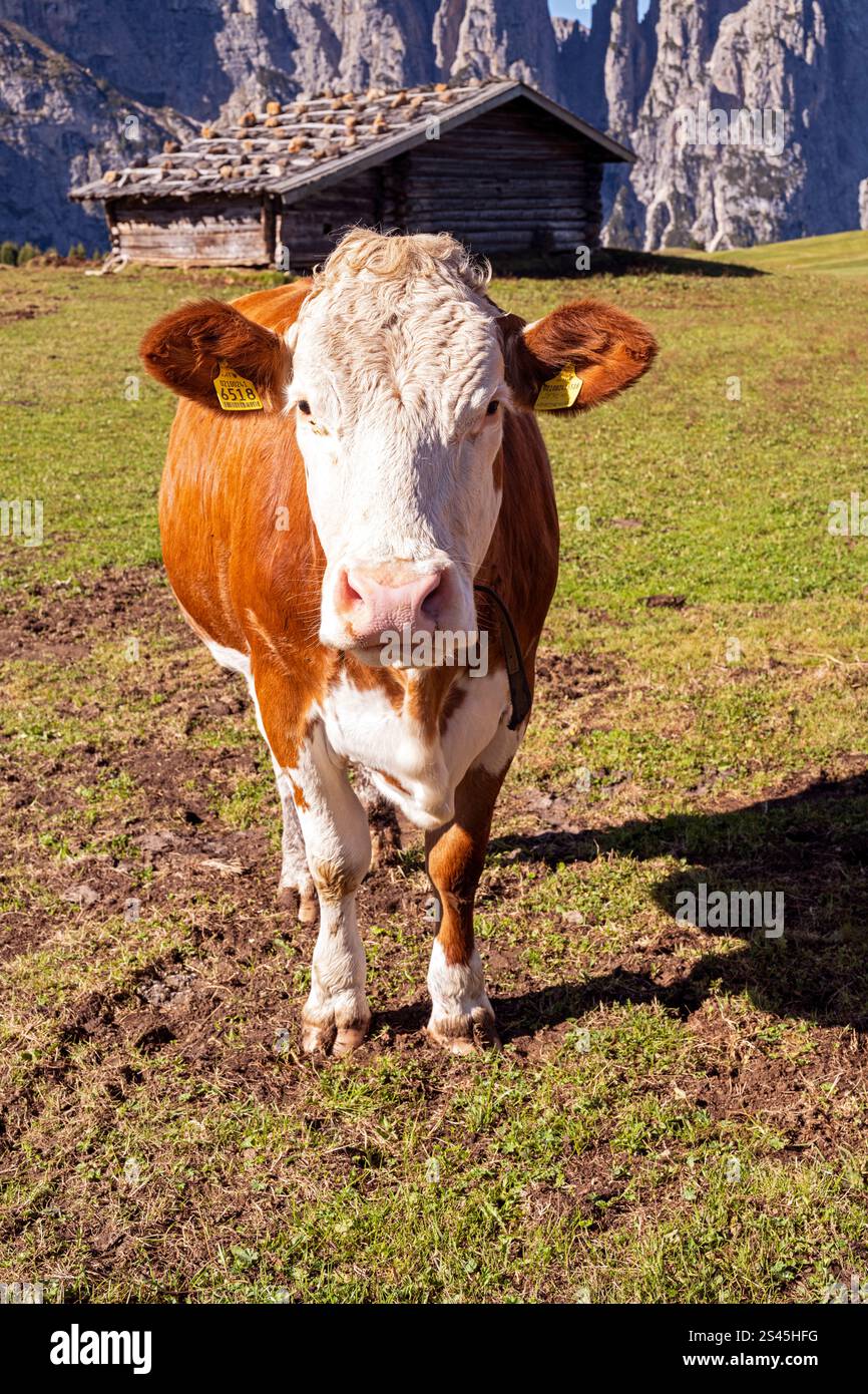 Siusi cow hi-res stock photography and images - Alamy
