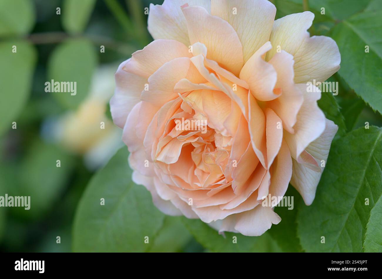 Worlds most favourite rose hi-res stock photography and images - Alamy
