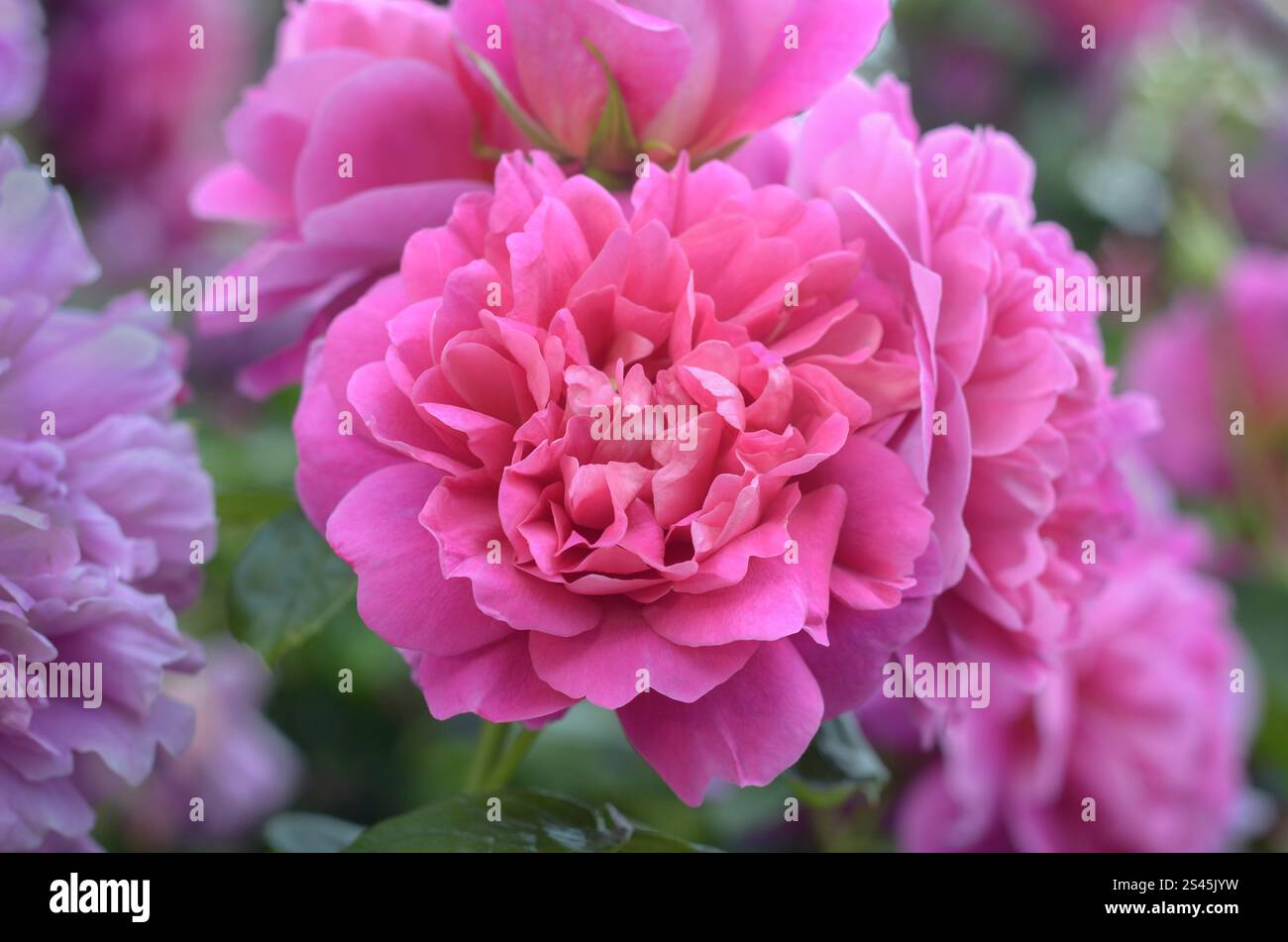 Rosa Princess Anne ('Auskitchen'PBR), London, UK. The rose is named ...