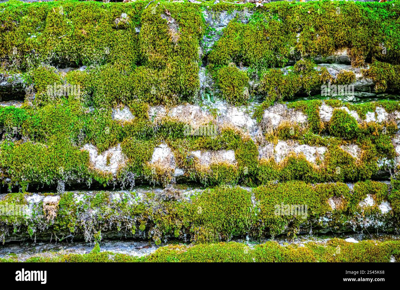 Moss growing from a limestone cliff at Pivot Rock Park in Eureka ...