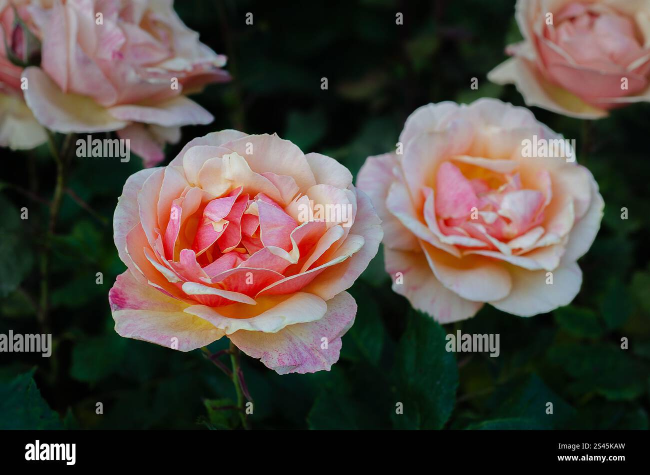 Group of roses called Rosa Pride of Cheshire in a garden setting ...