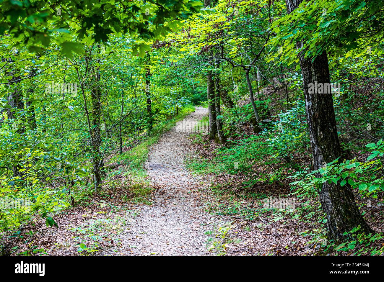 Hiking Pivot Rock trail in the beautiful green forest Eureka Springs ...
