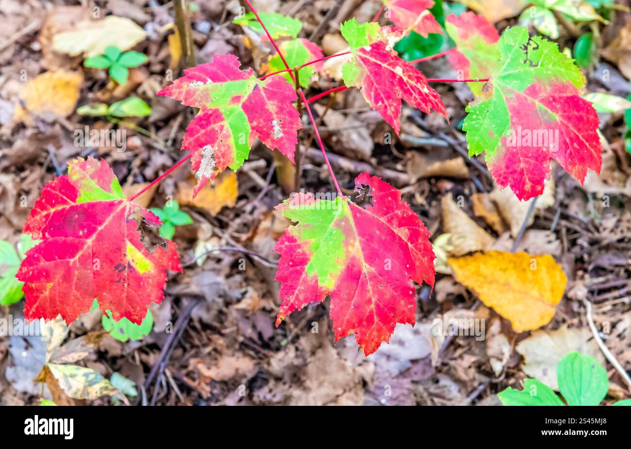 A view of maple leaves turning red above Corner Brook in Newfoundland, Canada in the fall Stock ...