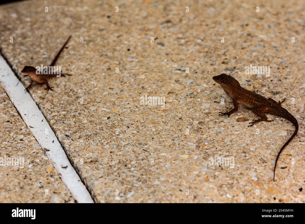 Two lizards are on a concrete floor. One is brown and the other is tan ...