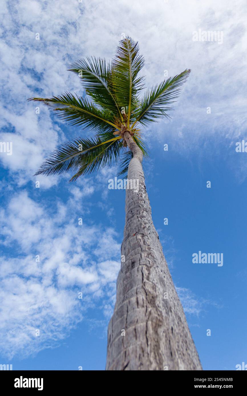 Palm tree at Juanillo Beach - Punta Cana, Dominican Republic Stock ...