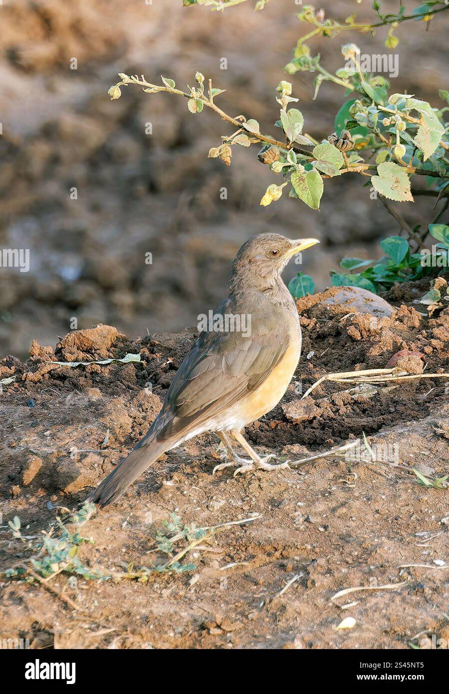 African thrush, Afrikadrossel, Merle africain, Turdus pelios, afrikai ...