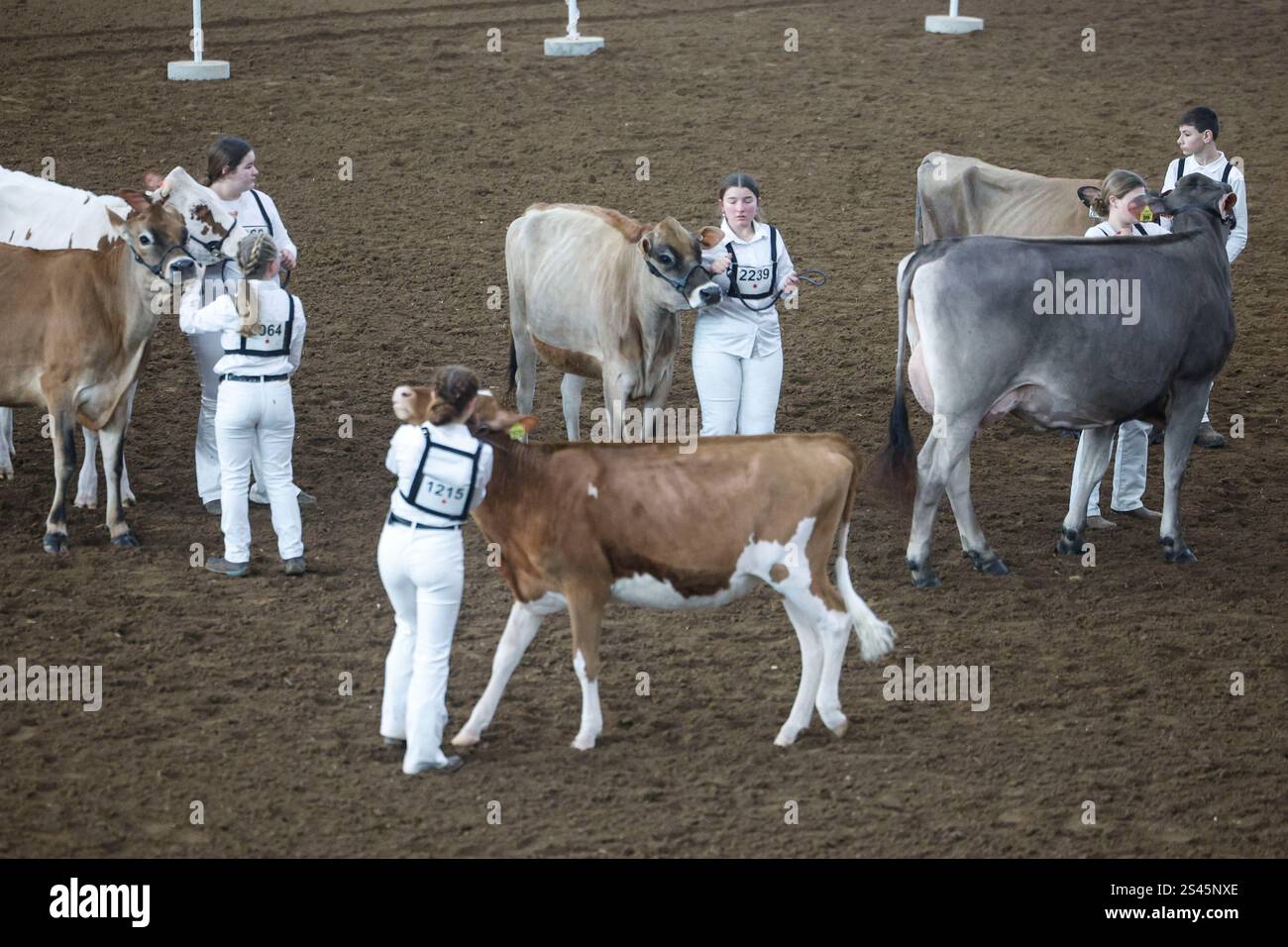Judging for the youth cow competition takes place at the Pennsylvania ...