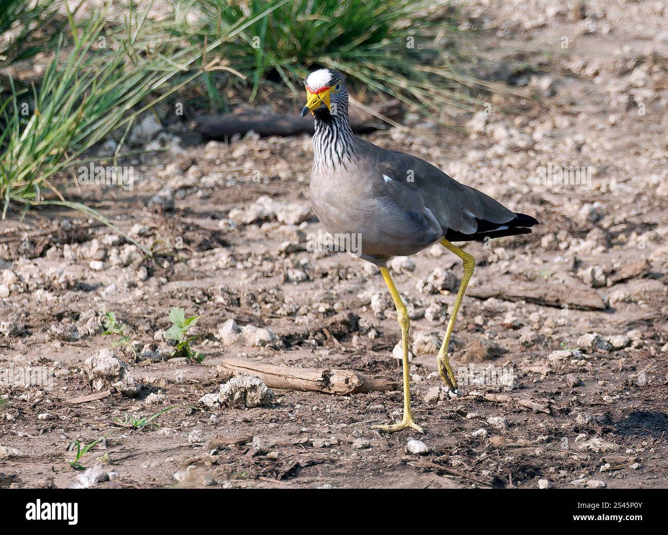 African wattled lapwing, wattled lapwing, Senegalkiebitz, Vanneau du ...
