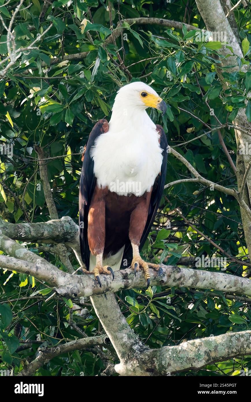 African fish eagle, African sea eagle, Schreiseeadler, Pygargue vocifer ...