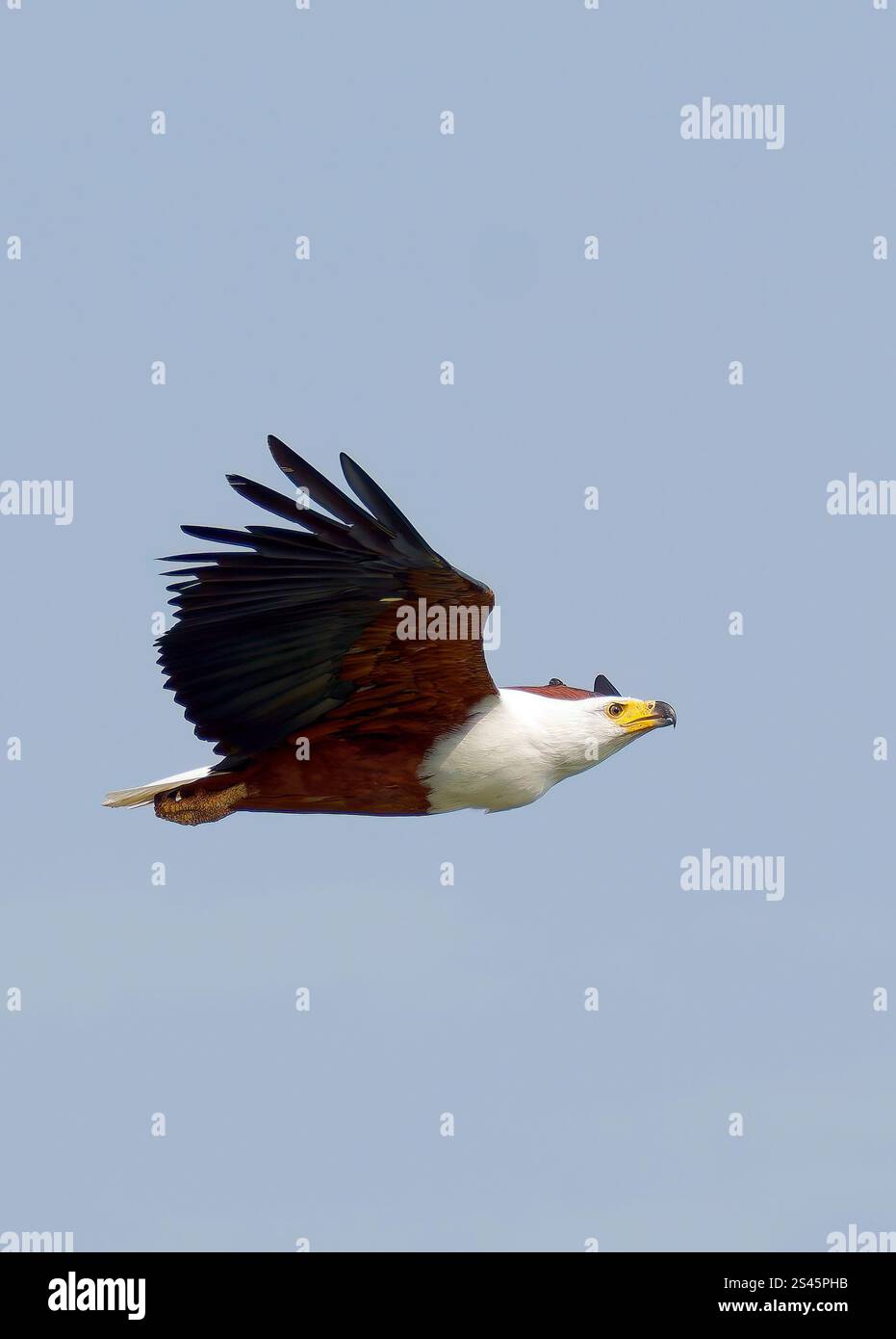 African fish eagle, African sea eagle, Schreiseeadler, Pygargue vocifer ...