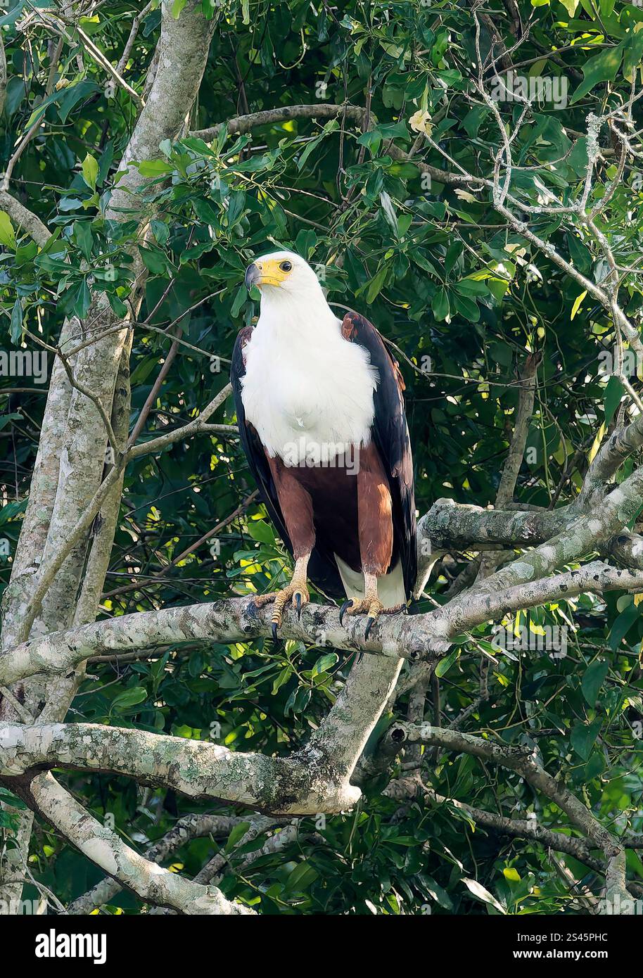 African fish eagle, African sea eagle, Schreiseeadler, Pygargue vocifer ...