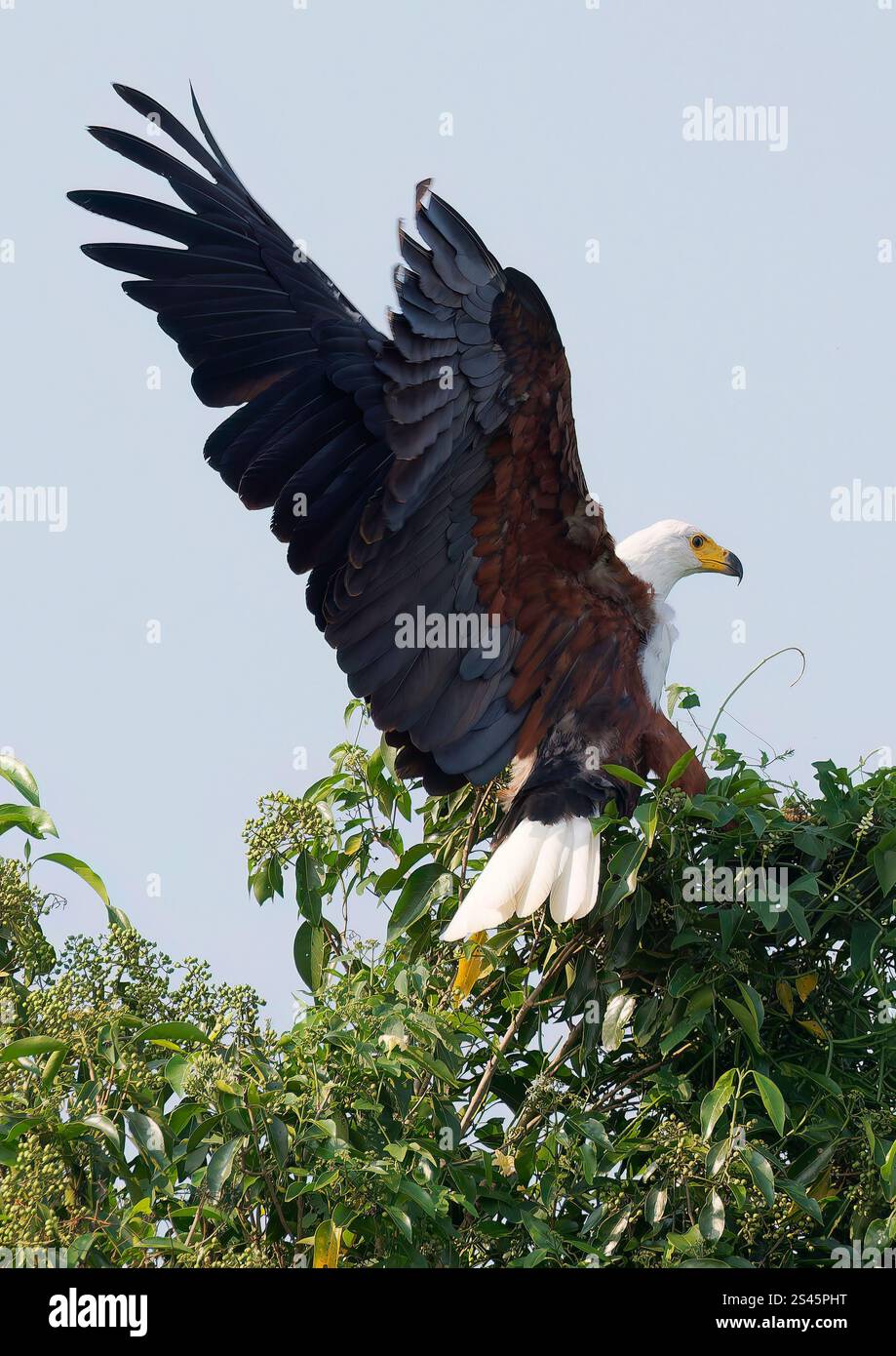 African fish eagle, African sea eagle, Schreiseeadler, Pygargue vocifer ...