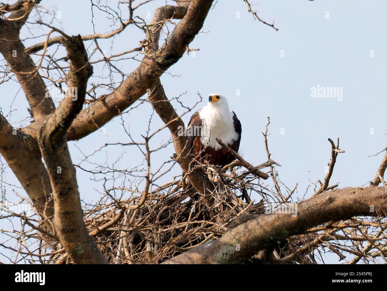 African fish eagle, African sea eagle, Schreiseeadler, Pygargue vocifer ...