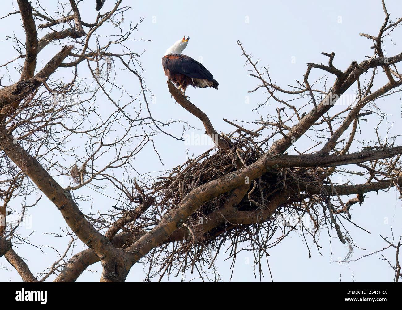 African fish eagle, African sea eagle, Schreiseeadler, Pygargue vocifer ...