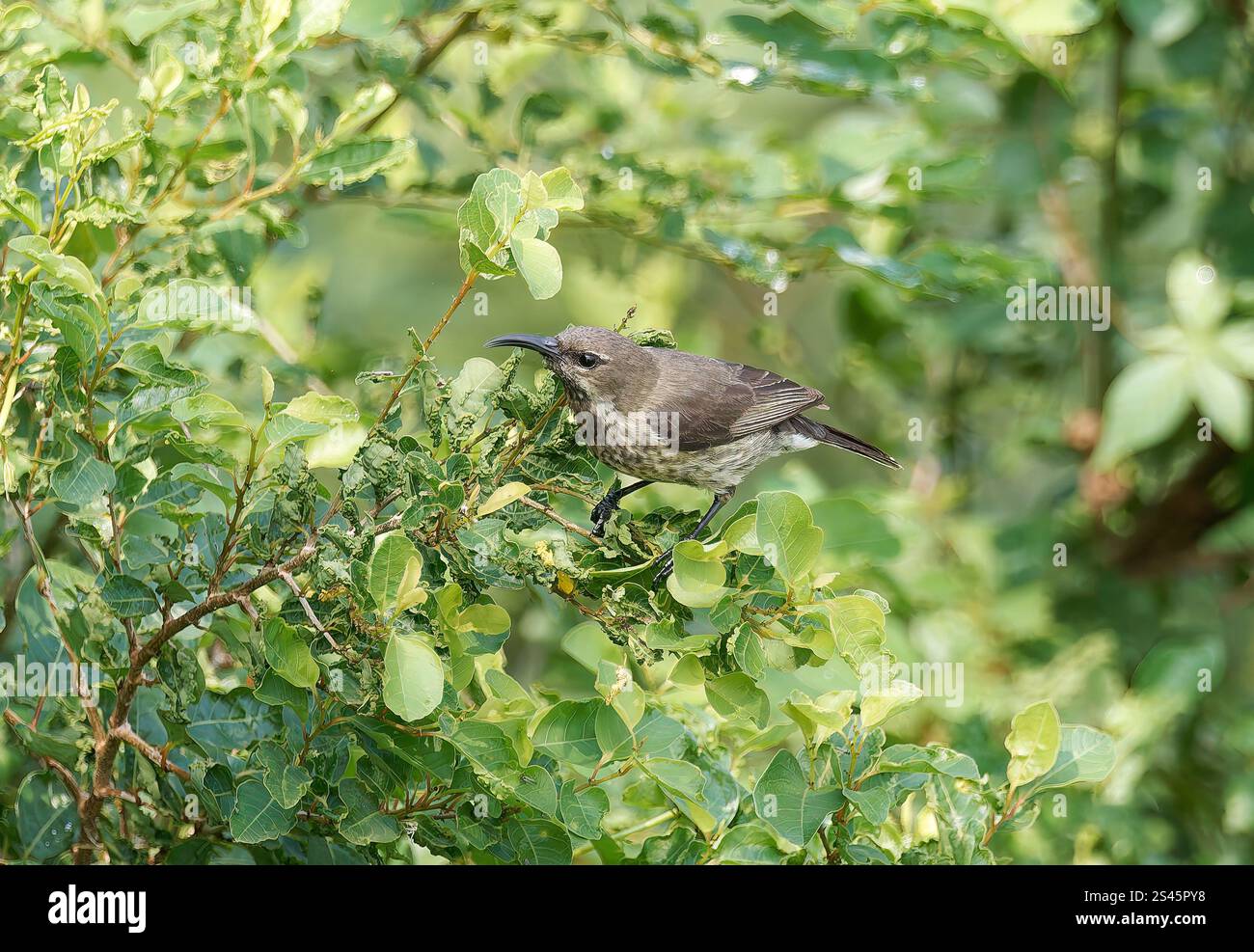 Marico sunbird, Souimanga de Mariqua, Cinnyris mariquensis, nektármadár ...