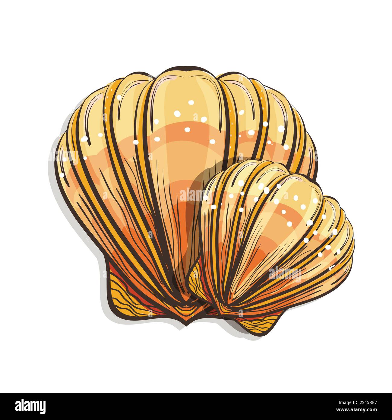 Illustration of hand drawn, retro style, scallop seashell Stock Vector ...