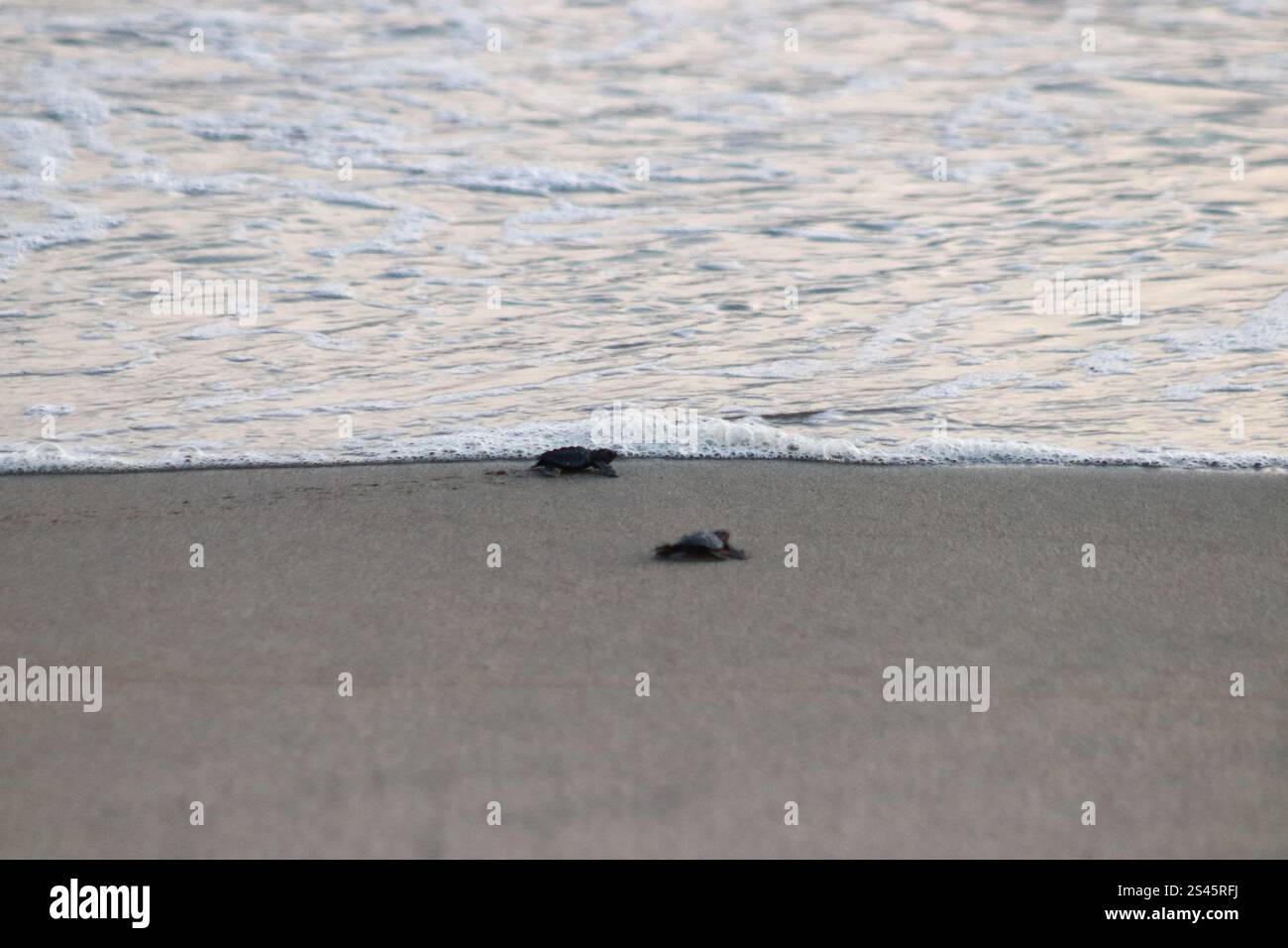 Oaxaca, Mexico. 09th Jan, 2025. Olive Ridley turtles are seen during ...