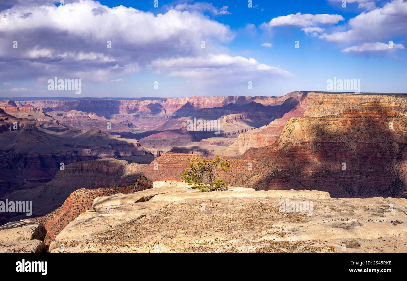 Grand Canyon landscape with single tree on the rock at Grandview Point ...