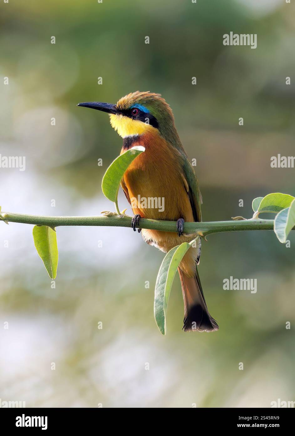 little bee-eater, Zwergspint, Guêpier nain, Merops pusillus ...