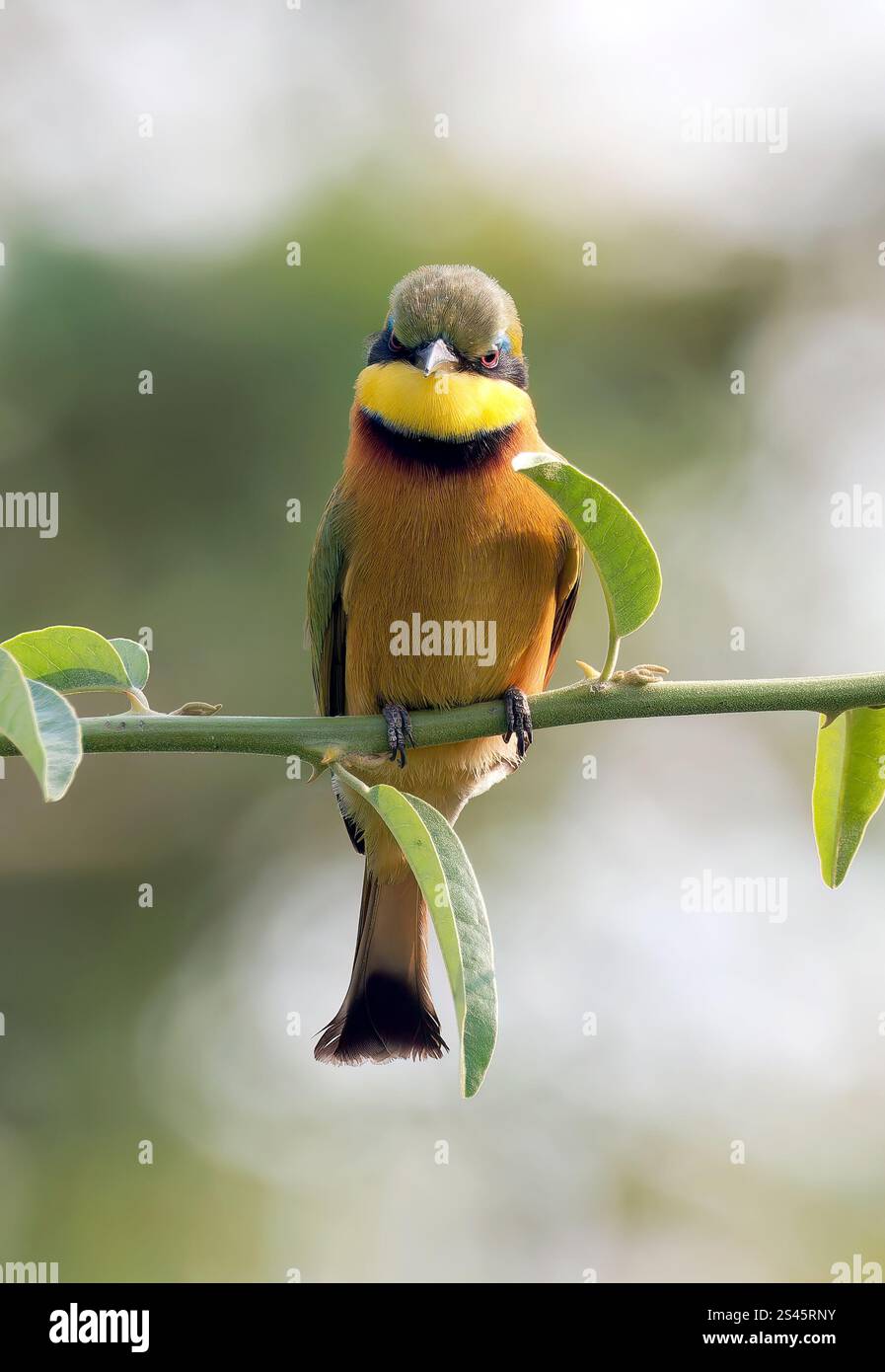 little bee-eater, Zwergspint, Guêpier nain, Merops pusillus ...