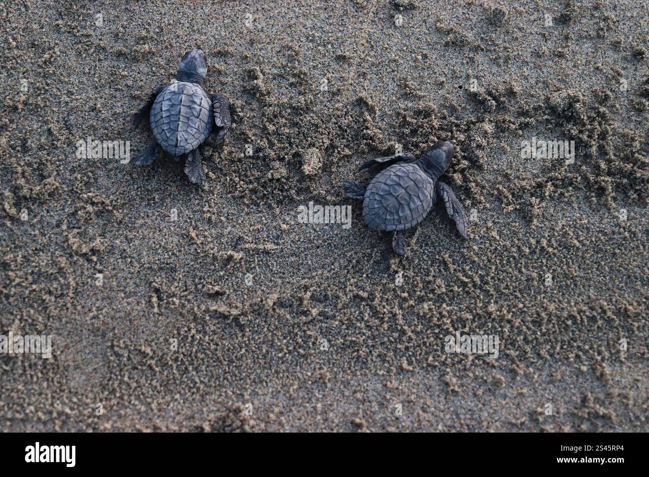 Oaxaca, Mexico. 09th Jan, 2025. Olive Ridley turtles are seen during ...