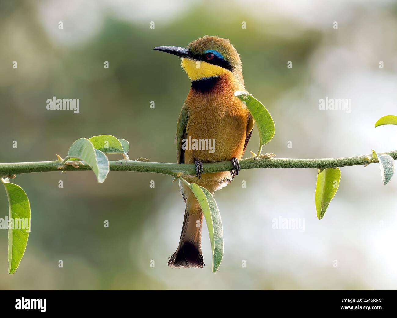 little bee-eater, Zwergspint, Guêpier nain, Merops pusillus ...