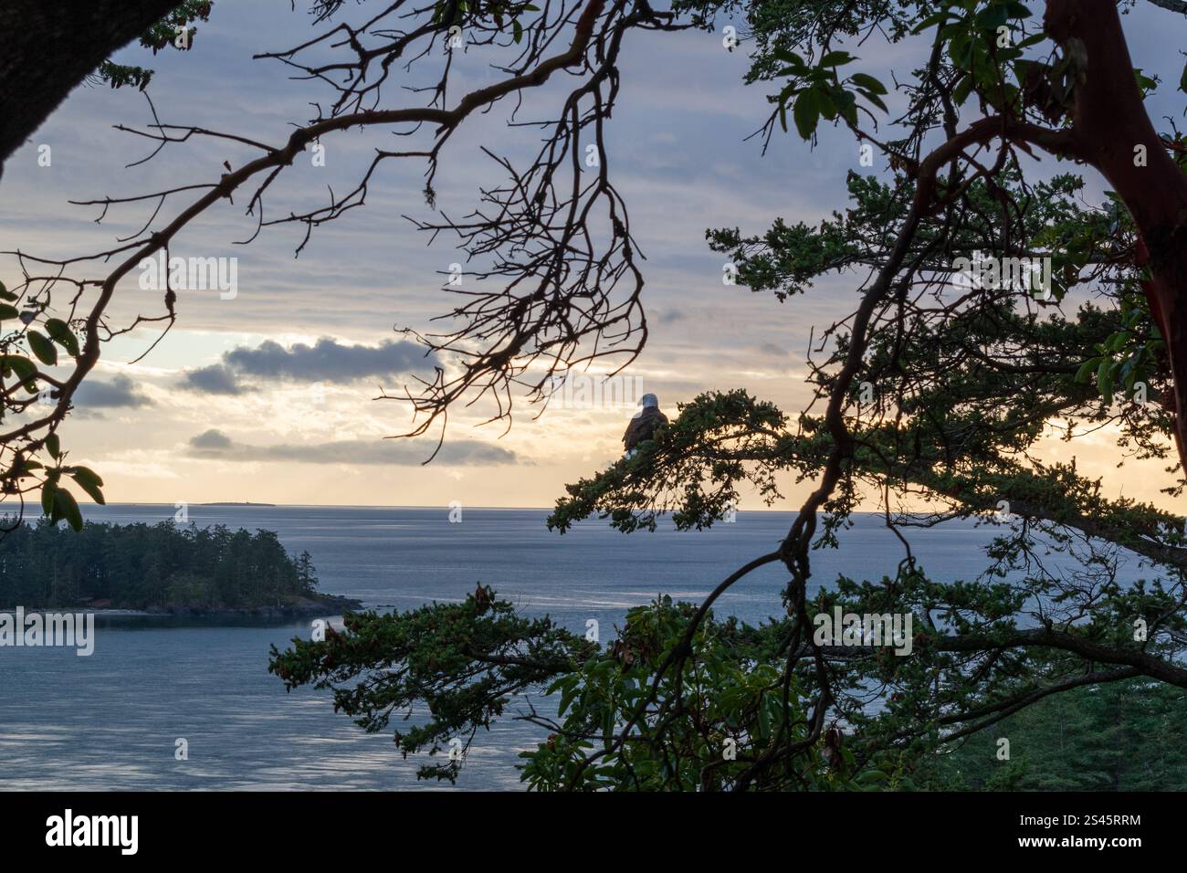 A majestic bald eagle perches on a tree with a view from Deception Pass ...
