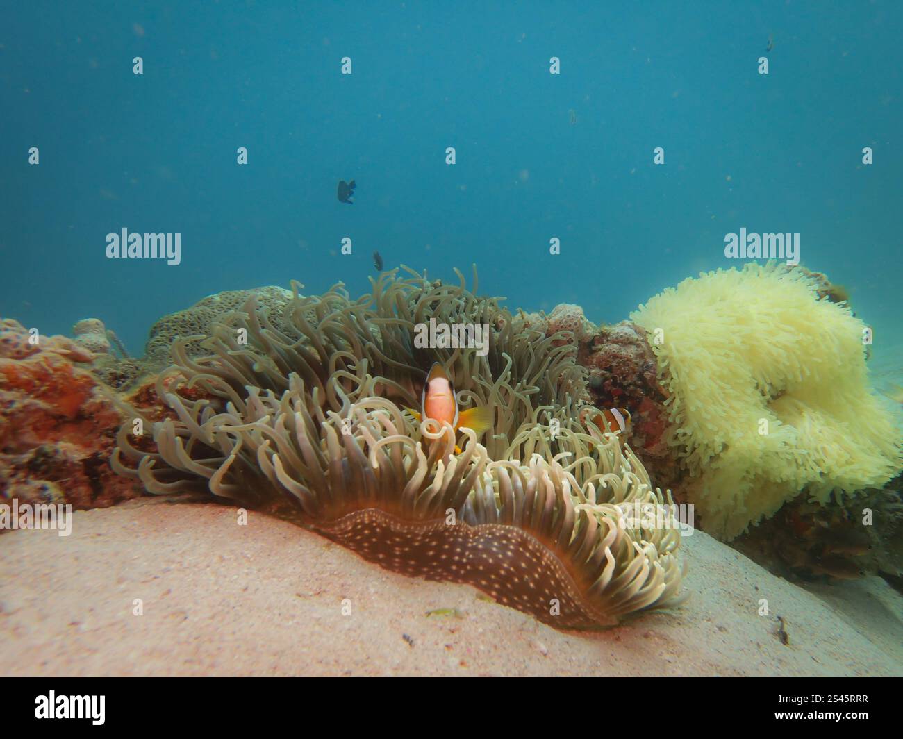 Clownfish is peaking out from its home in a stinging sea anemone ...
