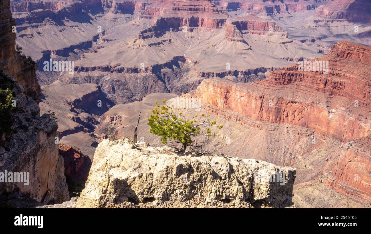 A single tree sitting on the top of the clif in the Grand Canyon ...