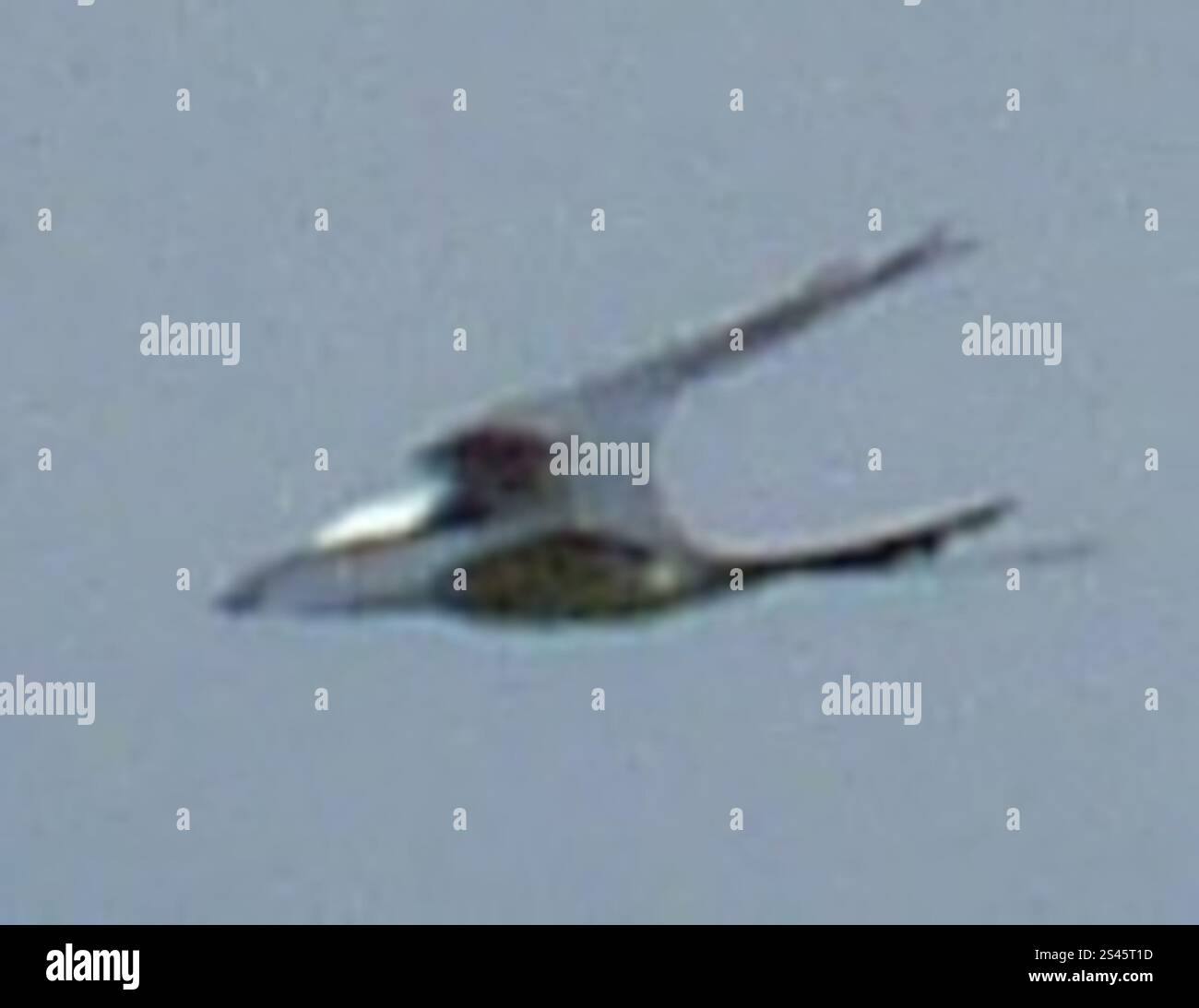 Swallow-tailed Kite (Elanoides forficatus Stock Photo - Alamy