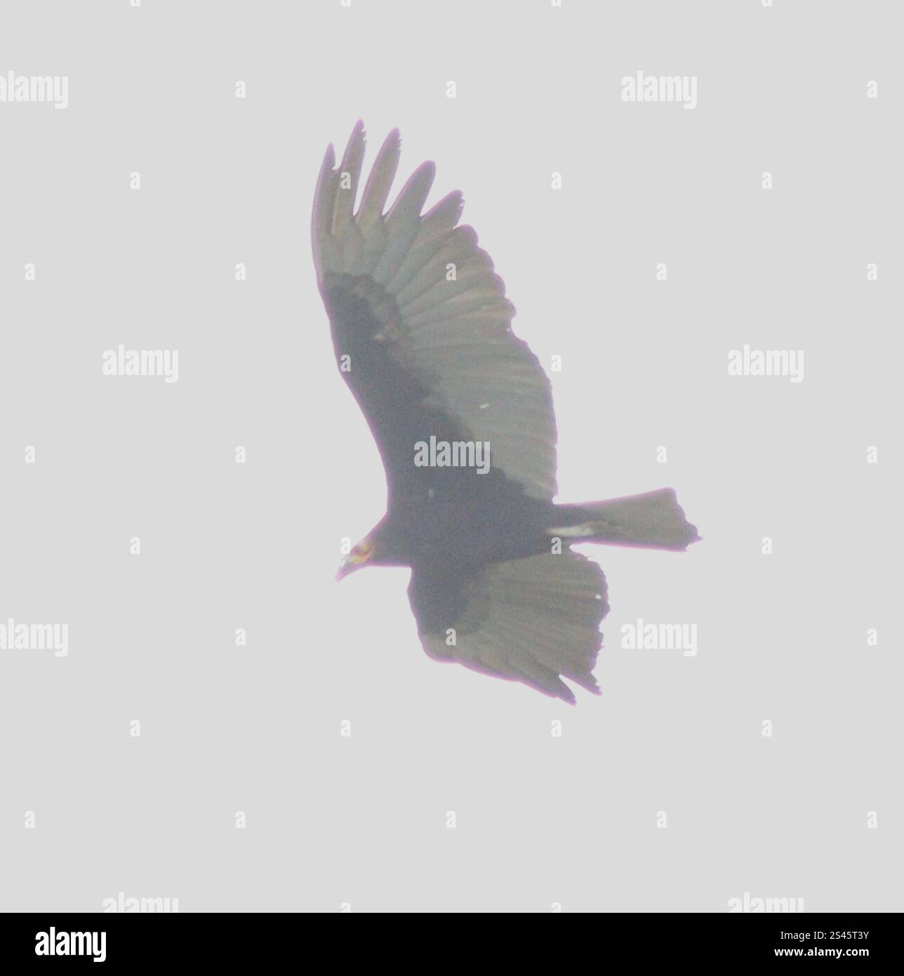 Lesser Yellow-headed Vulture (Cathartes burrovianus Stock Photo - Alamy