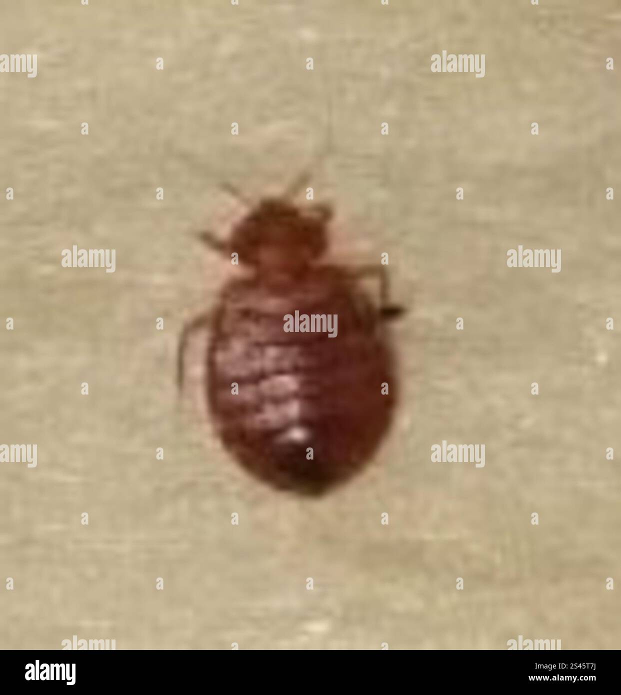 Common Bed Bug (Cimex lectularius Stock Photo - Alamy