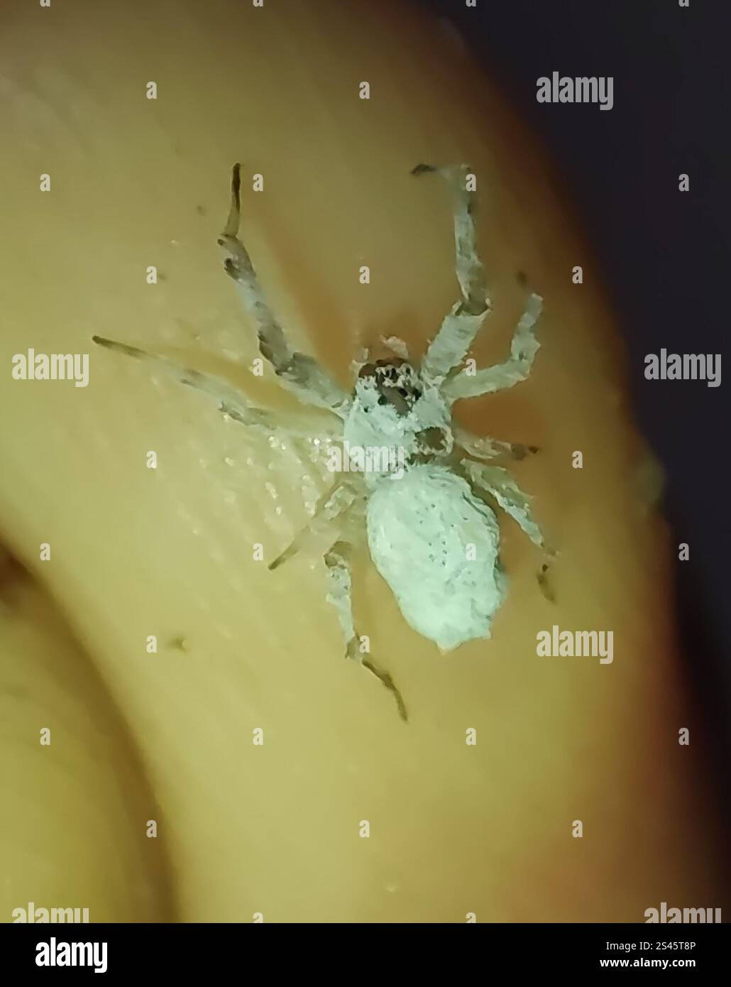 Feather-legged Spiders (Uloborus Stock Photo - Alamy