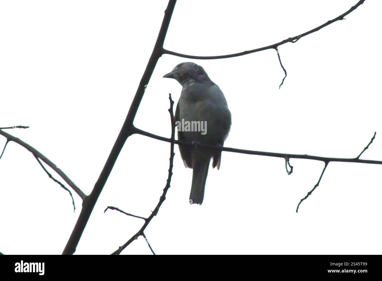 Sayaca Tanager (Thraupis sayaca Stock Photo - Alamy