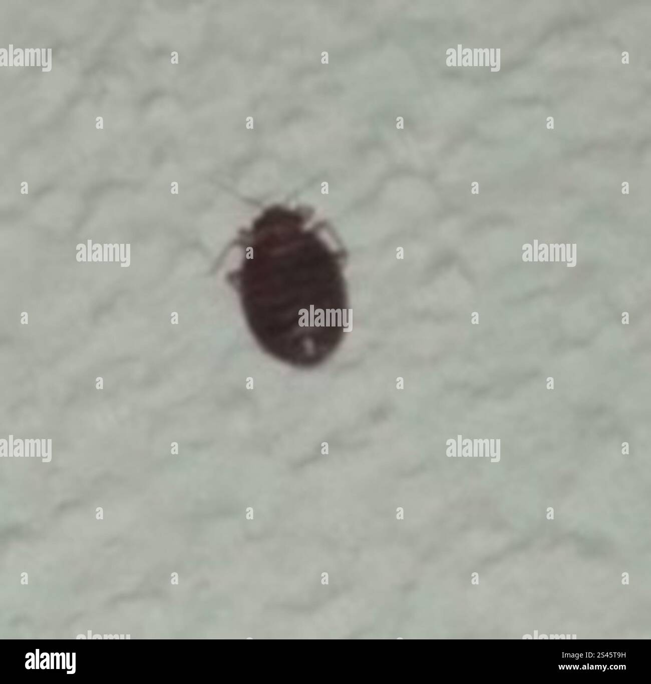 Common Bed Bug (Cimex lectularius Stock Photo - Alamy