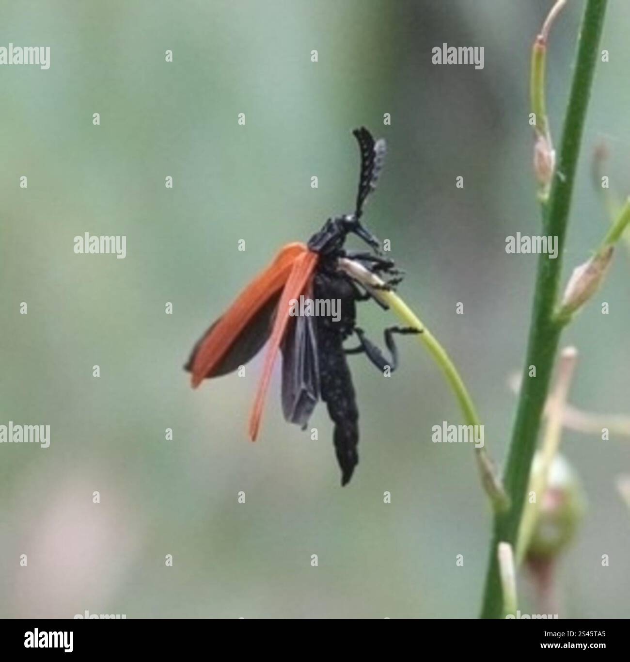 Long-nosed Lycid Beetle (Porrostoma rhipidium Stock Photo - Alamy