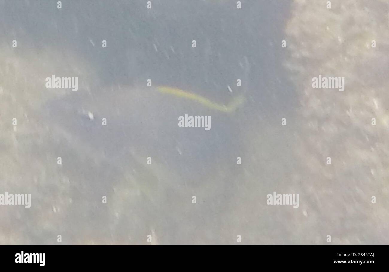 Ray-finned Fishes (Actinopterygii Stock Photo - Alamy