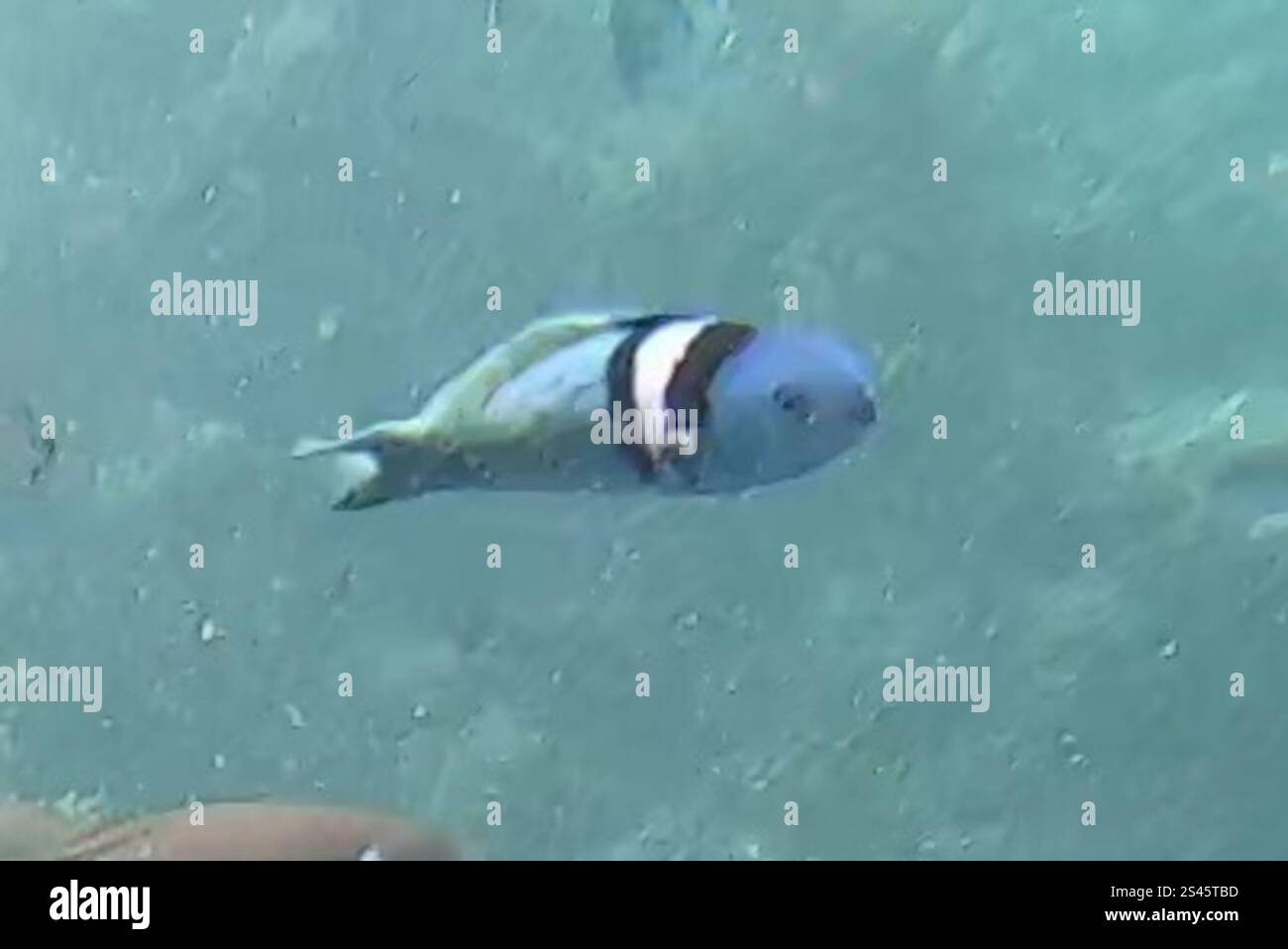 Caribbean Bluehead Wrasse (Thalassoma bifasciatum Stock Photo - Alamy