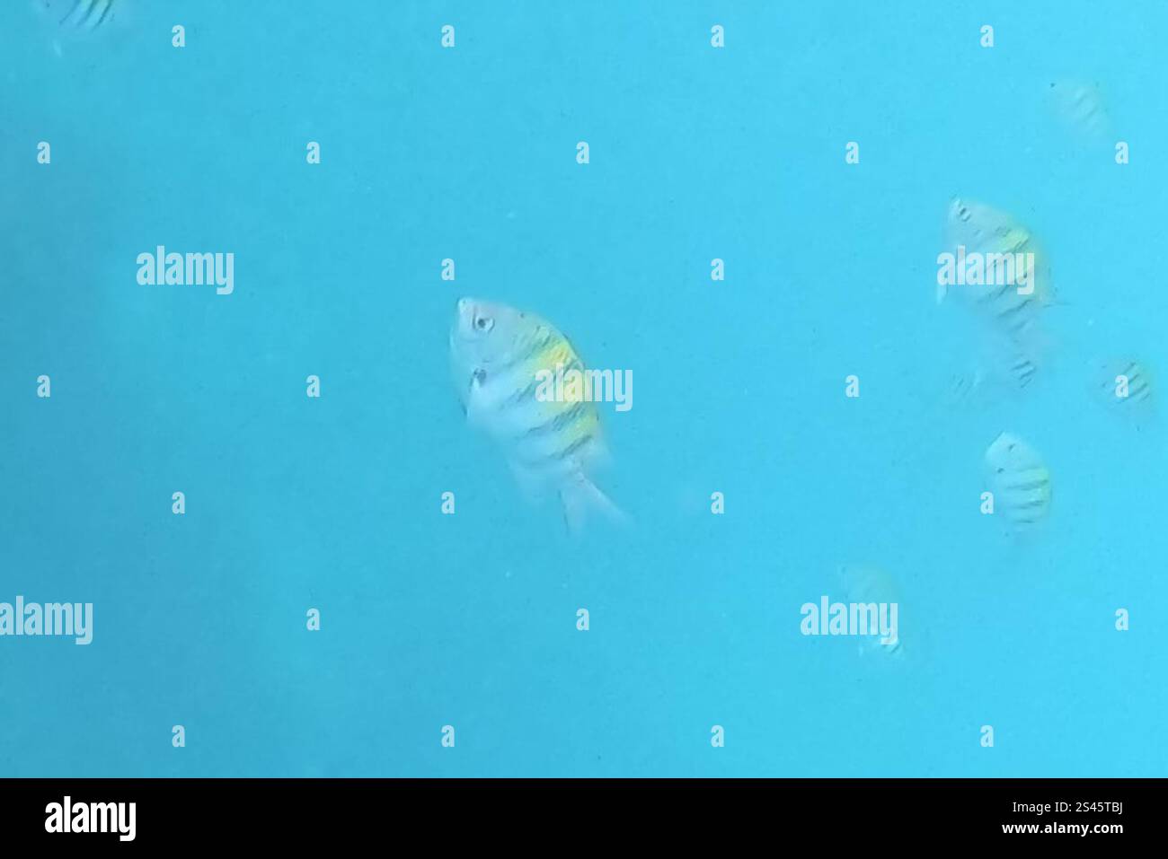 Atlantic Sergeant Major (Abudefduf saxatilis Stock Photo - Alamy